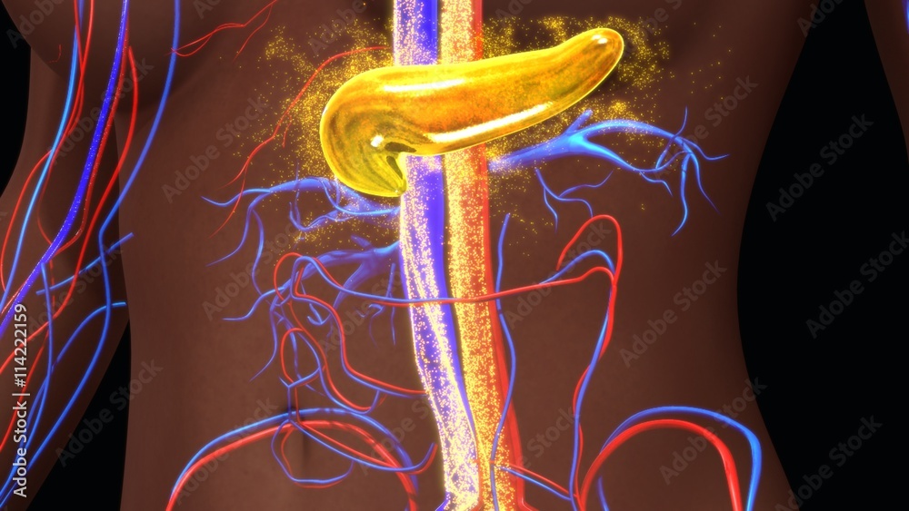 Pancreas secreting insulin Stock Photo | Adobe Stock