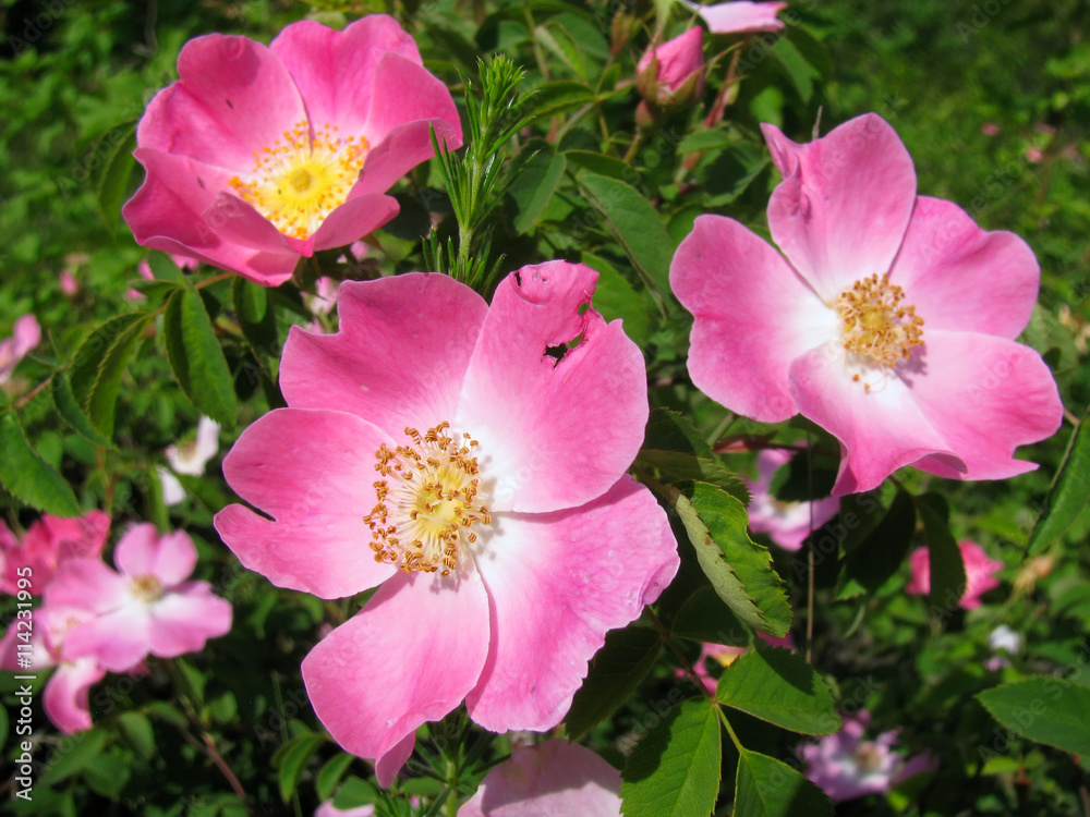 Pink flowers of wild dog-rose Rosa canina Stock-Foto | Adobe Stock