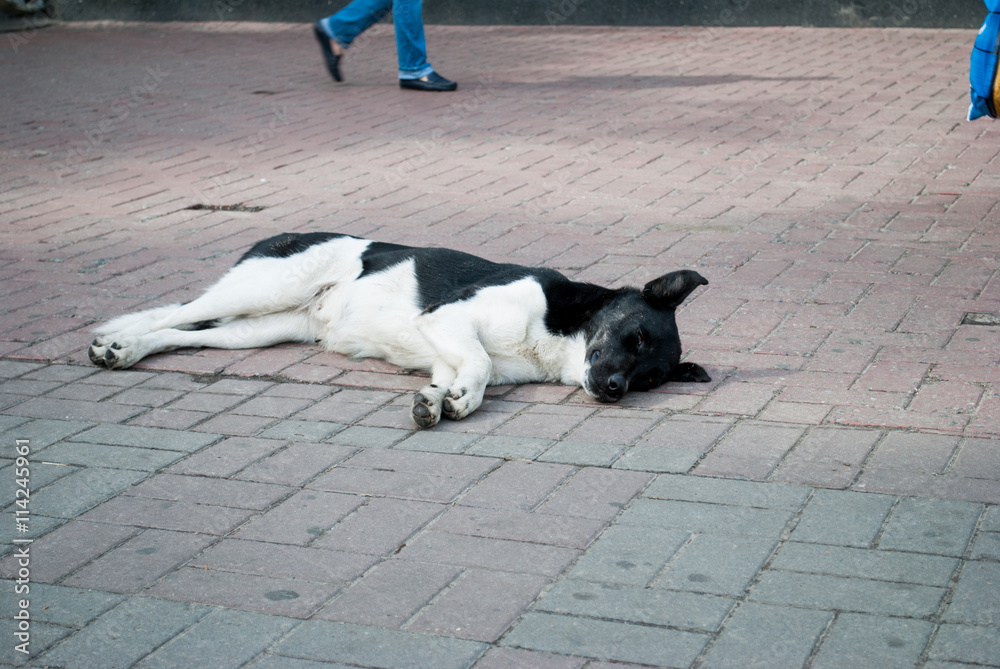 Sad dog lying on the ground / Shocking face of homeless when big cat ...