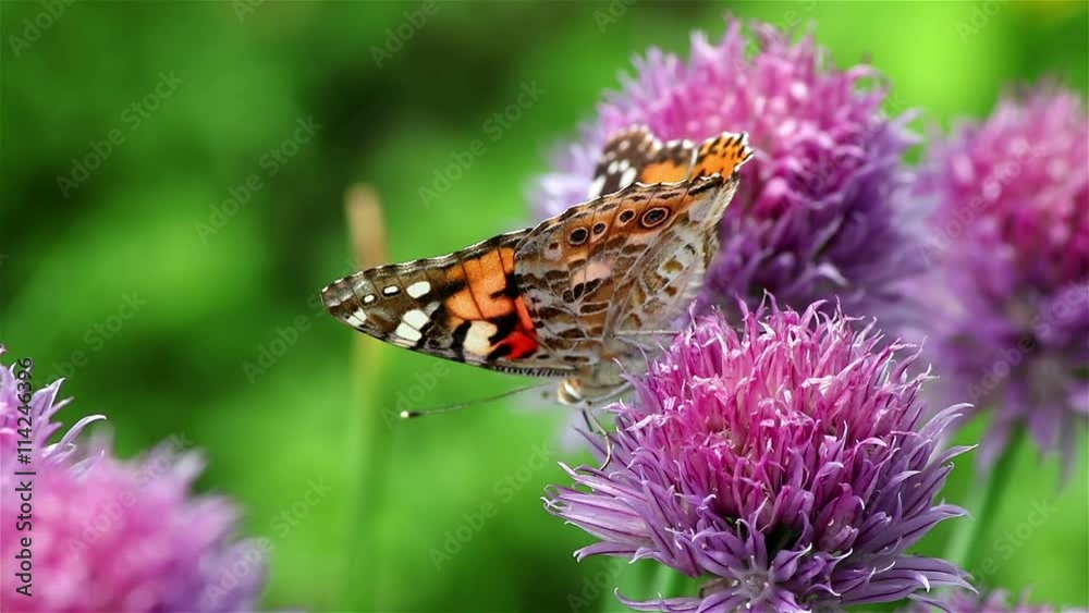 A round violet chives flower and a painted lady butterfly Stock Video ...