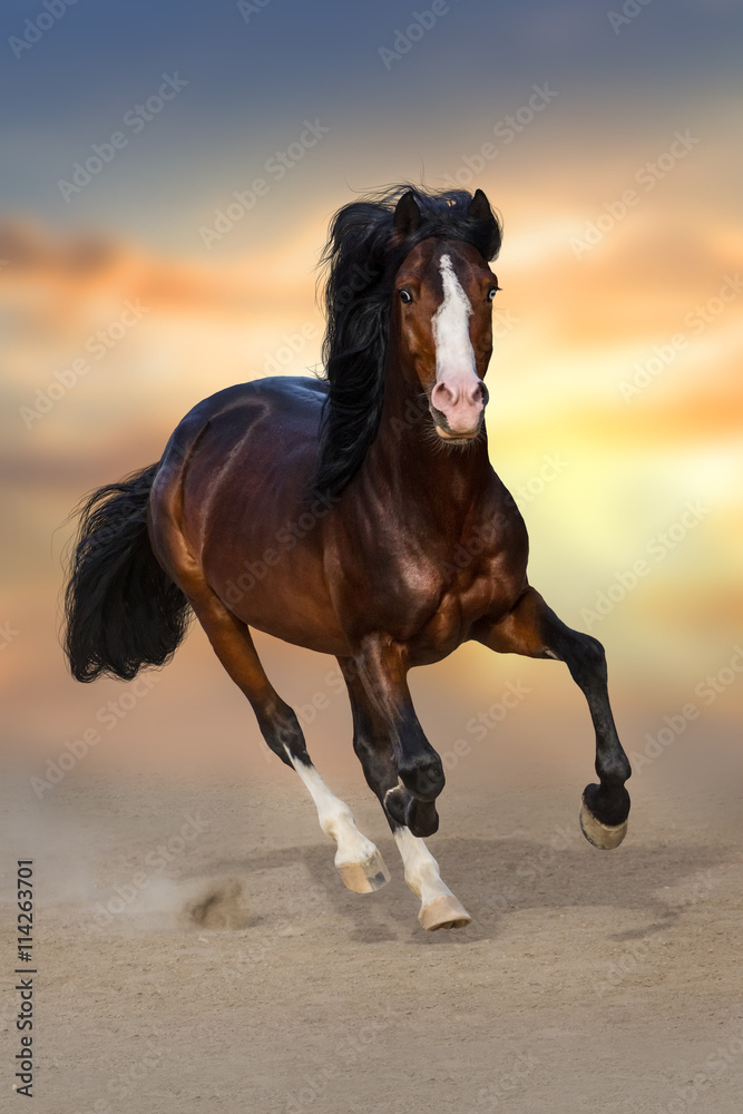 Bay Andalusian Horse