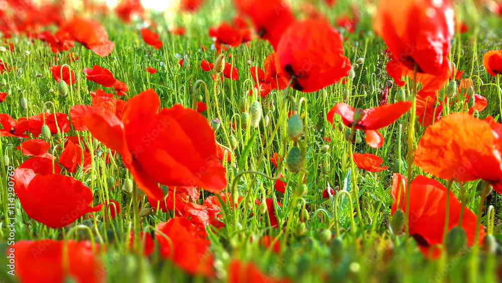 Mohnblumenwiese Stock-Foto | Adobe Stock