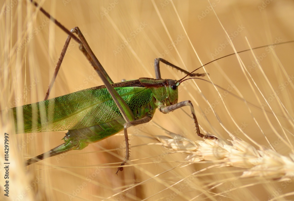 Large green grasshopper among the wheat spikes Stock Photo | Adobe Stock