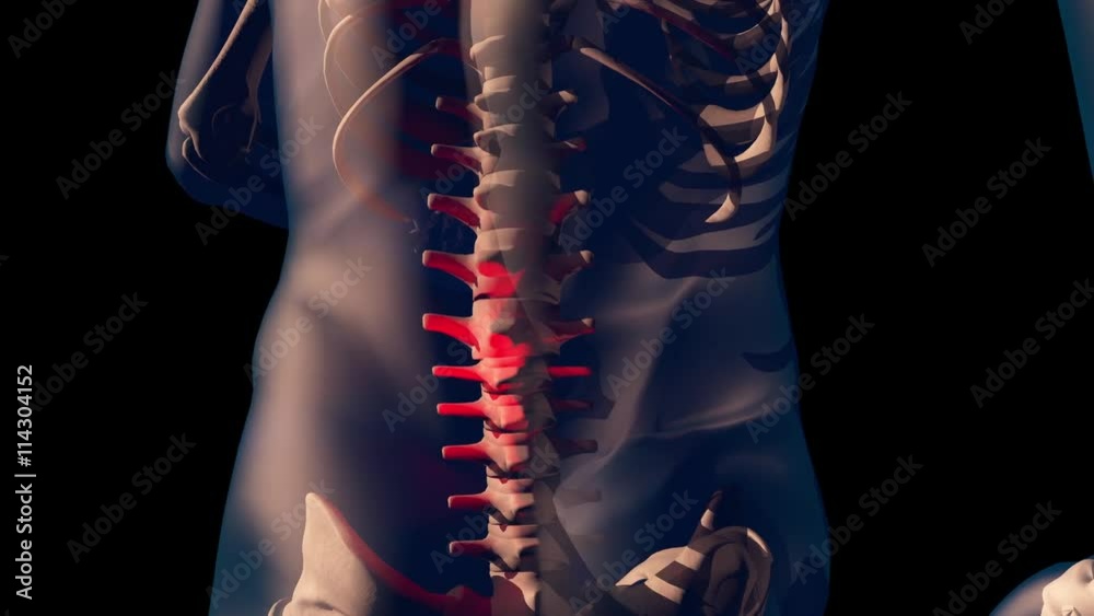 Lower Spine Pain in Human Body Transparent Design with Matte Stock ...