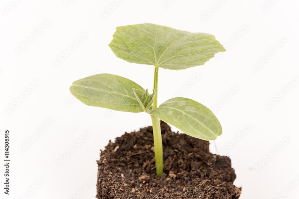Baby Cucumber Plant