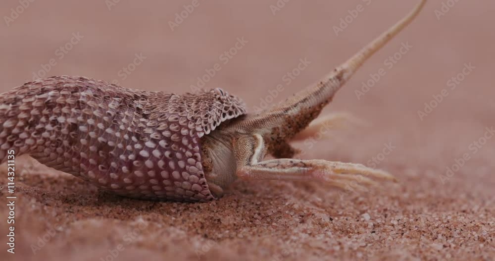 4K shot of sidewinder/Peringuey's adder eating a shovel snouted lizard ...