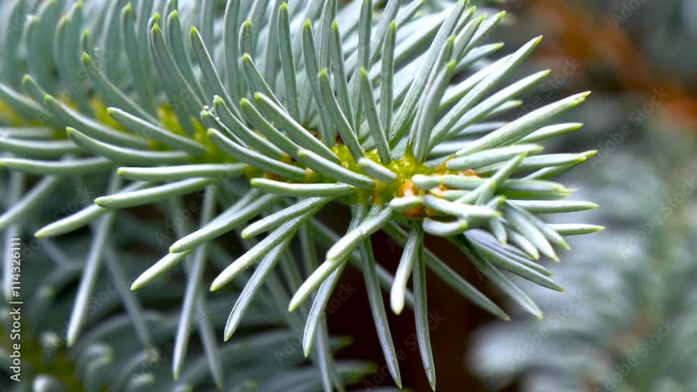 Closer look of the silver leaf a sharp edge leaf of the tree Stock ビデオ ...