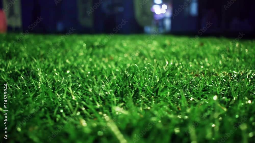 Lawn at night. Closeup of green grass Close up. Grass background ...