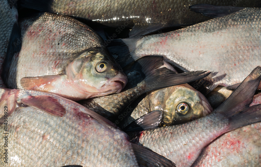 Freshwater fish close up. Heap of bream fish. Stock Photo | Adobe Stock