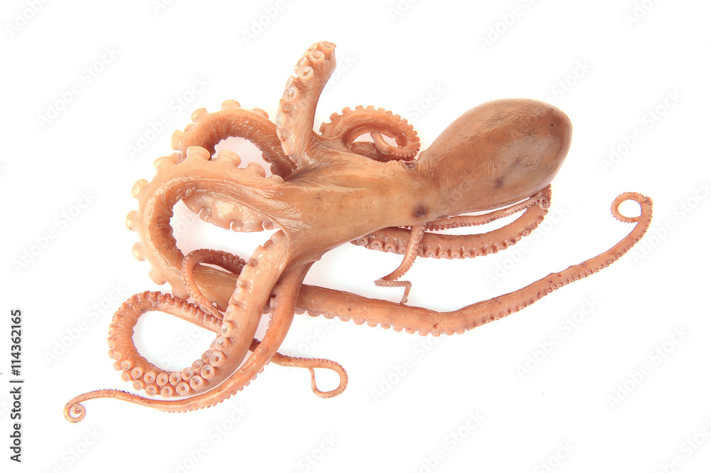 Octopus on a white background Stock Photo | Adobe Stock