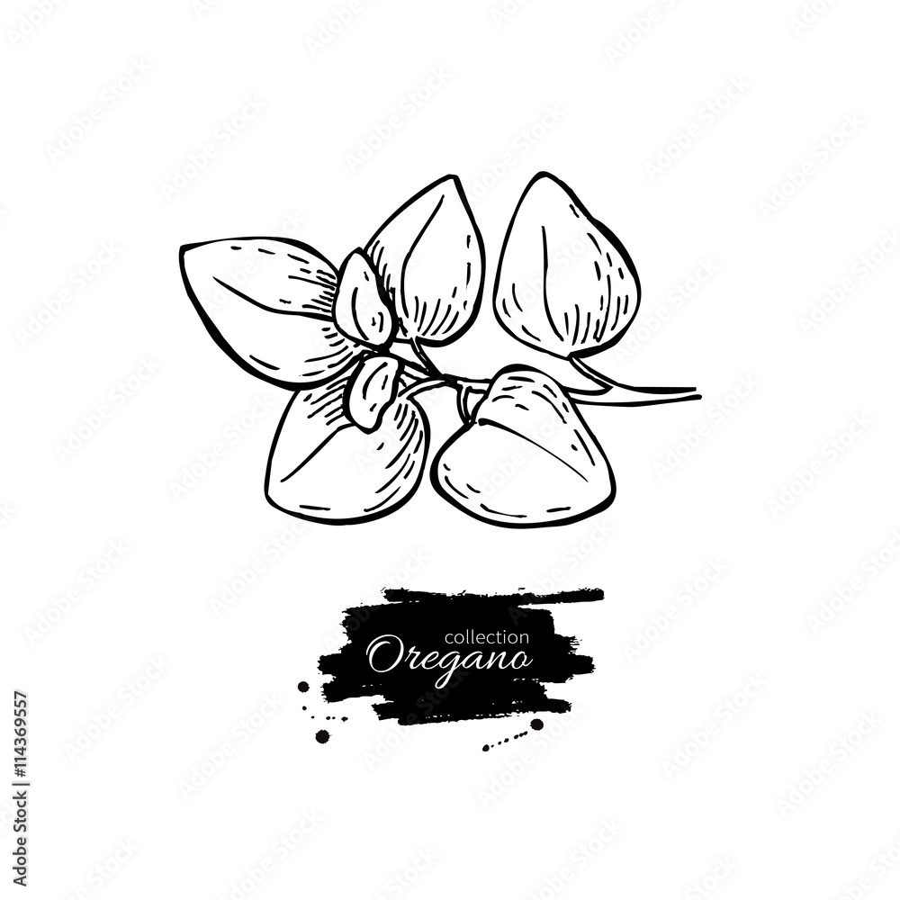 Oregano vector drawing. Isolated Oregano plant with leaves. Stock ...