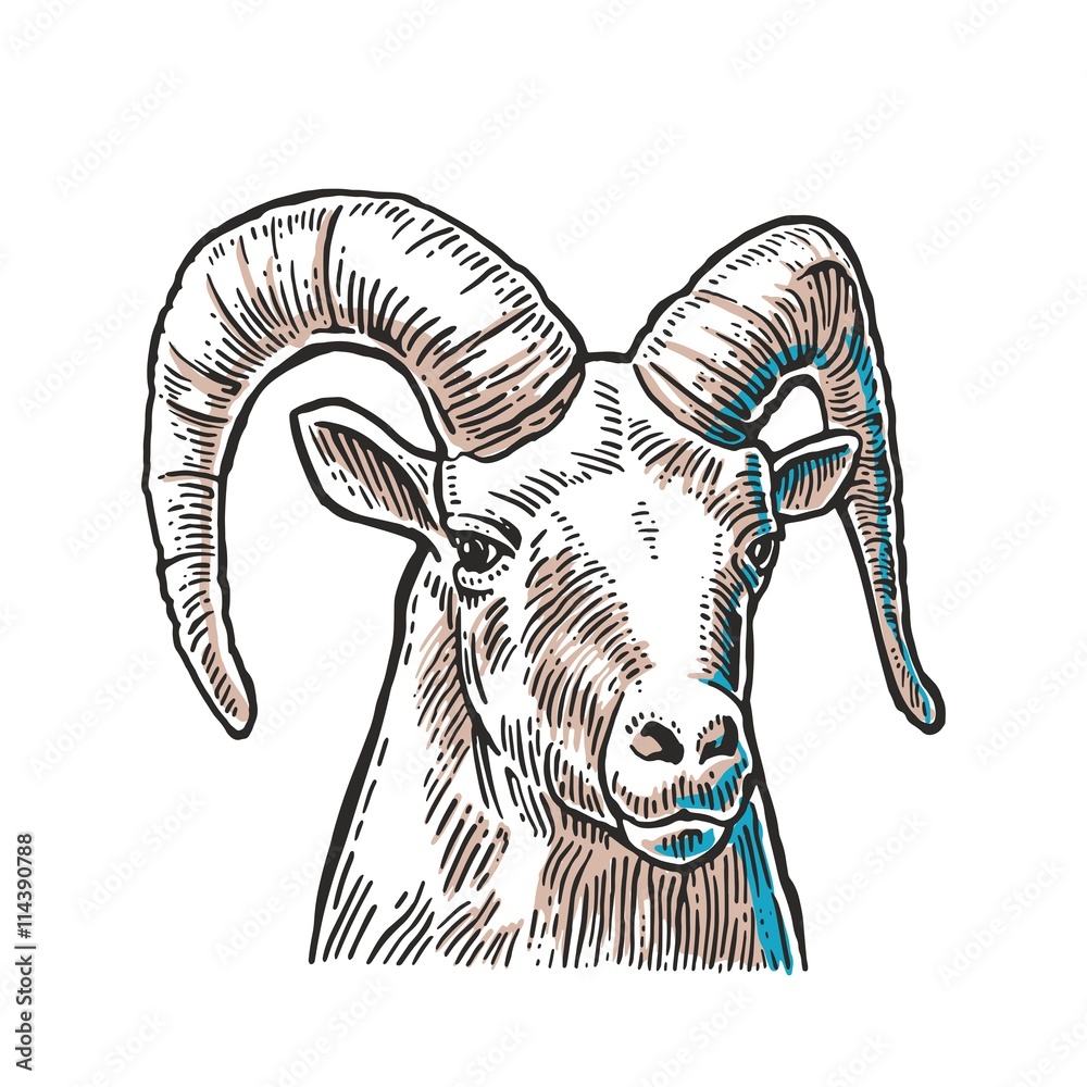Goat head on white background. Stock Vector | Adobe Stock