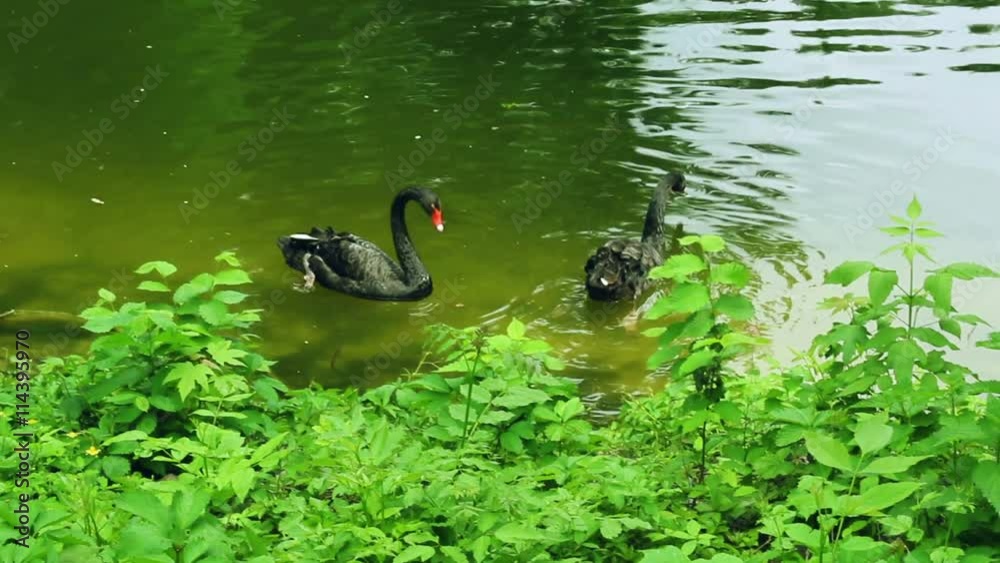 Black swans swim in zoo pond with green water. Swans couple with red ...