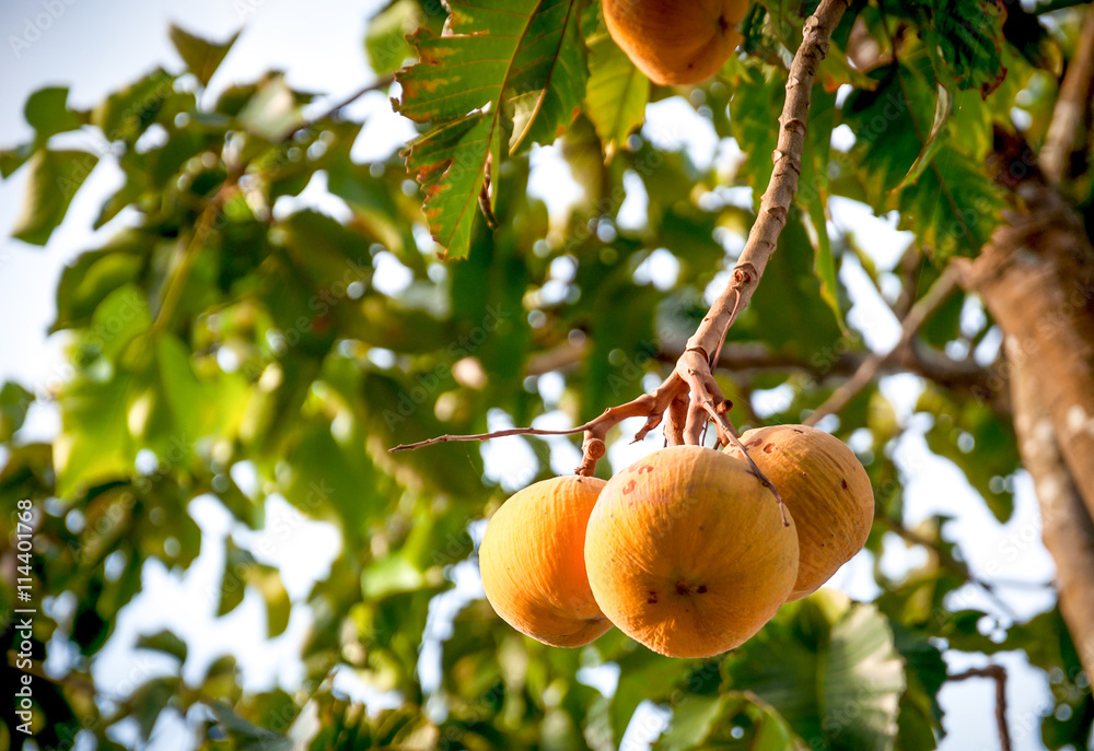 Bangkok Santol
