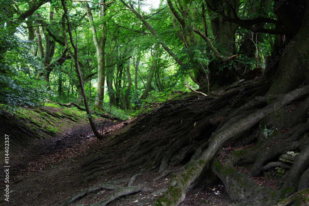 Tree roots in English woodland in the summer Stock 写真 | Adobe Stock