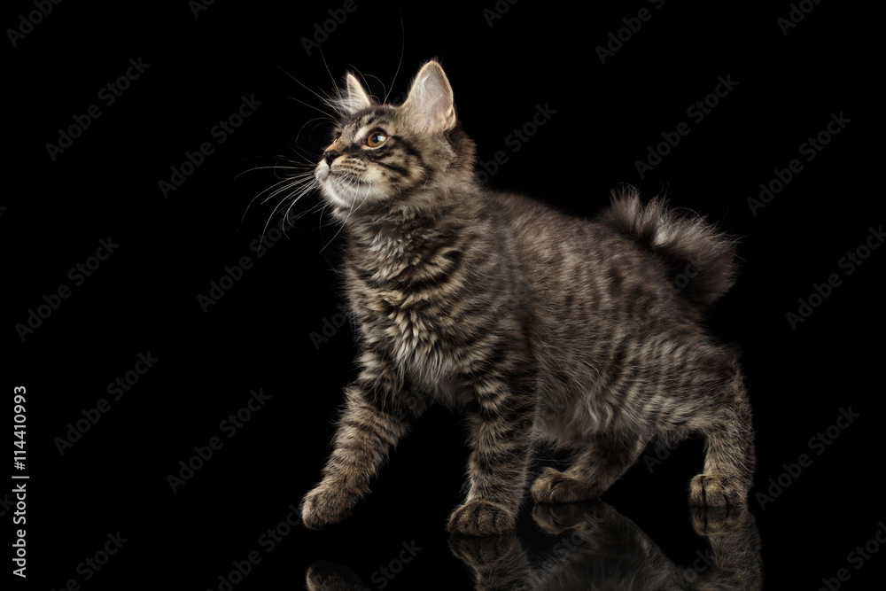Cute crouched Kurilian Bobtail Kitty with Big Round eyes Curious ...
