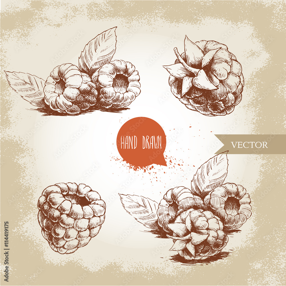 Hand drawn raspberry set isolated on vintage background. Retro sketch ...