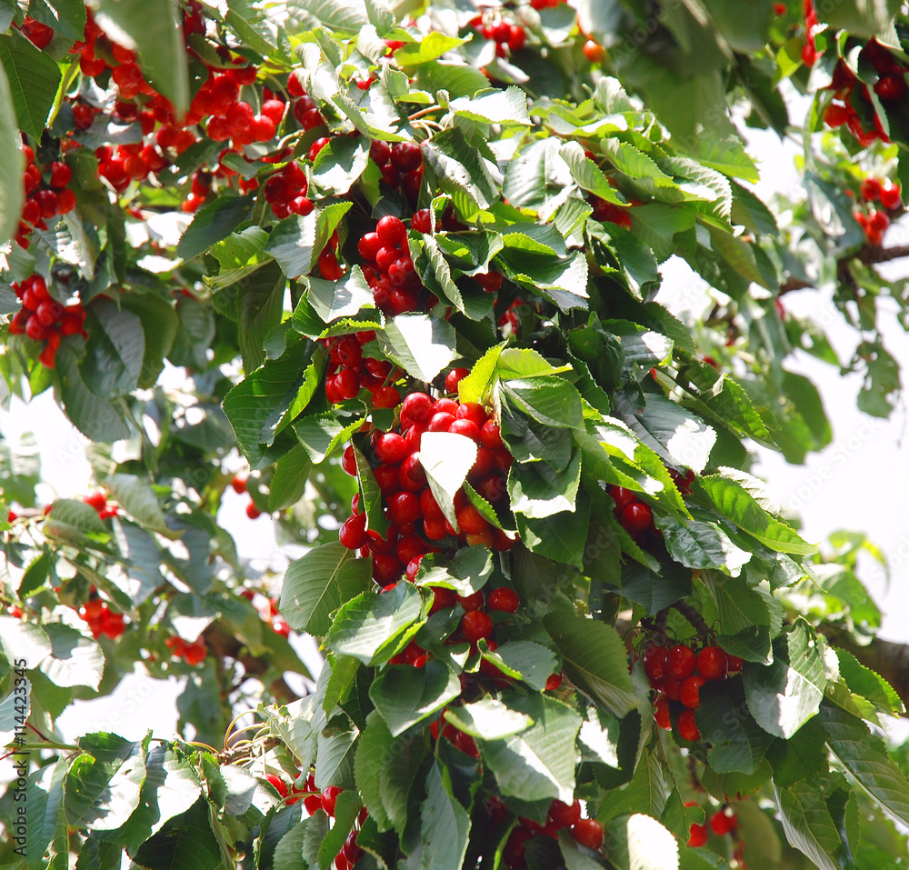 Fotografia do Stock: Kirschenbaum im Sommer | Adobe Stock