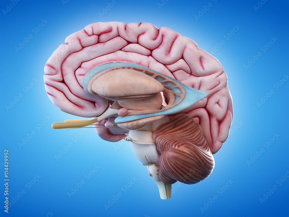 3d rendered, medically accurate illustration of the internal brain ...