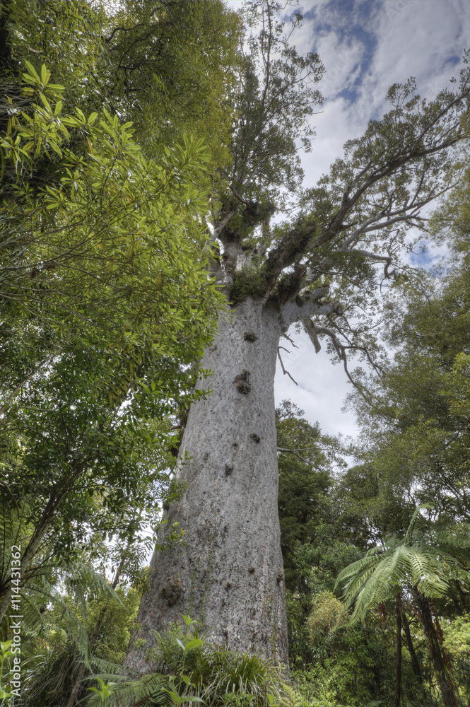 Kauri tree from root till canopy. Stock Photo | Adobe Stock