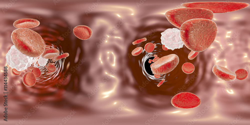 Full spherical panorama 360 degree view inside blood vessel showing red ...