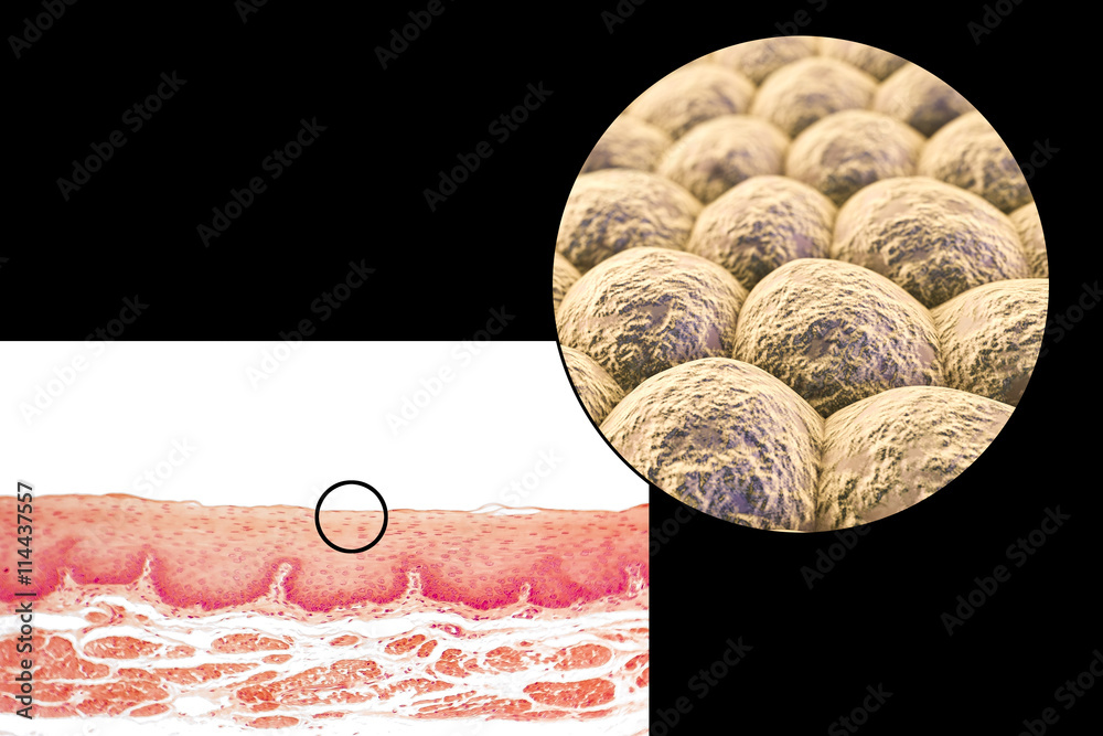 Stratified Squamous Epithelium Layers