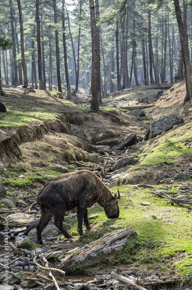 Takin is the national animal of Bhutan - The takin (taxicolor whitei ...
