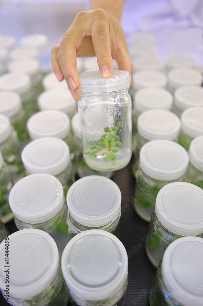 women hand hold plant tissue culture bottle in Lab background Stock ...