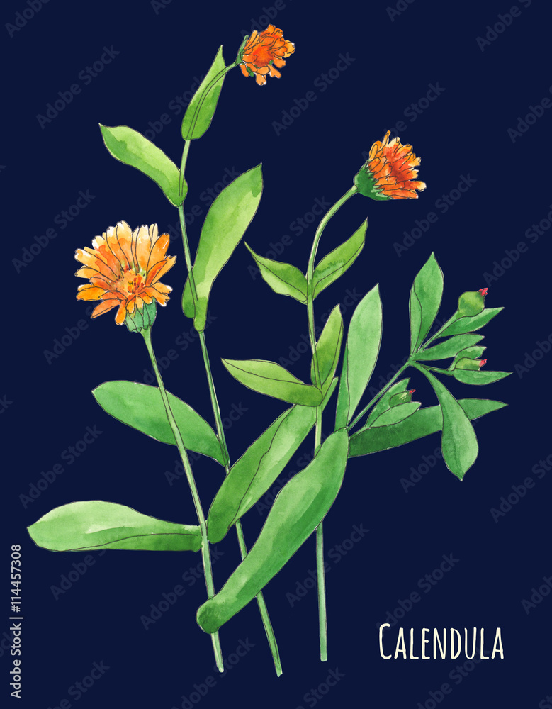 Calendula officinalis, marigold flowers and leaves, bouquet, watercolor ...