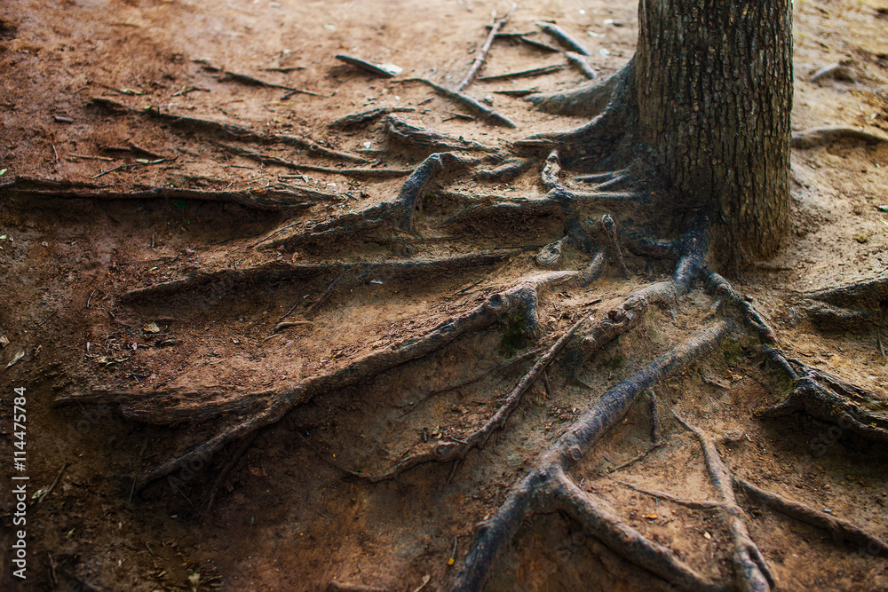 exposed tree roots. exposed roots of an old tree on the bare ground ...