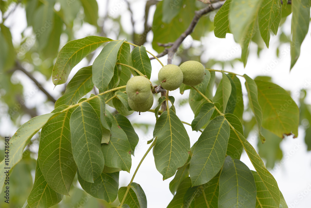 Walnuss Stock-Foto | Adobe Stock