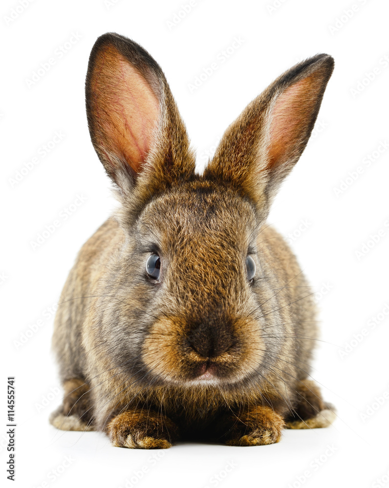 Brown Bunny Rabbit