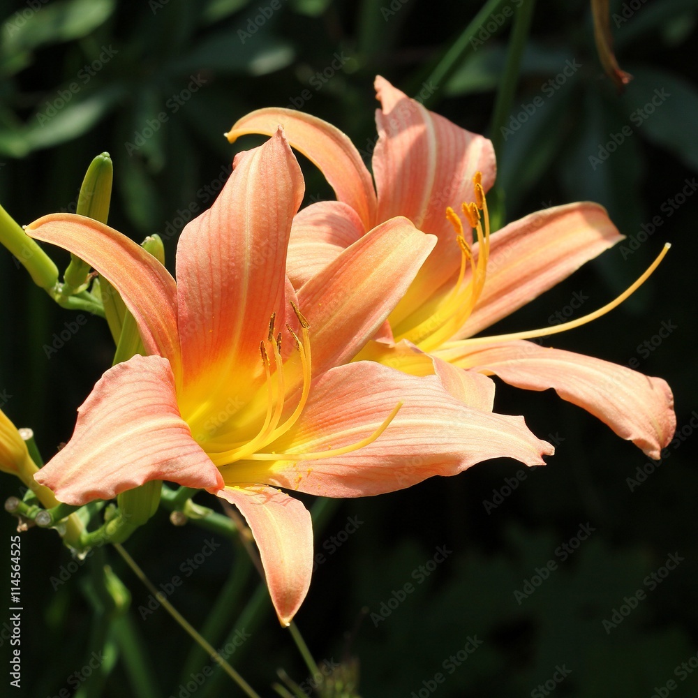 Daylily Stock Photo | Adobe Stock
