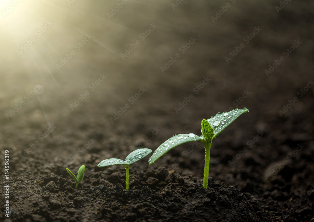 Green seedling growing Stock Photo | Adobe Stock
