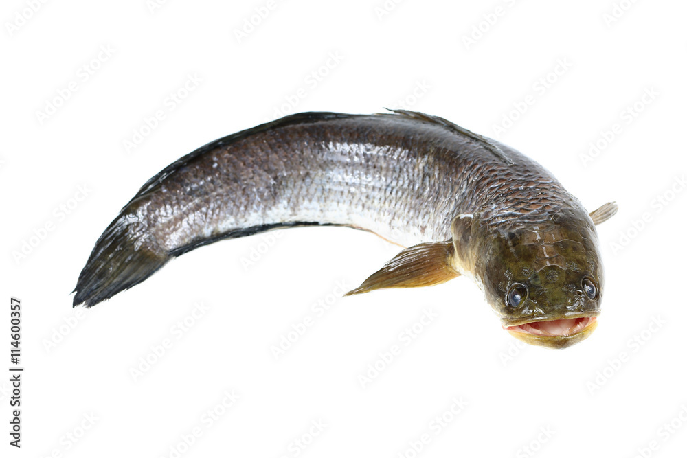 snakehead fish isolated on white Stock Photo | Adobe Stock