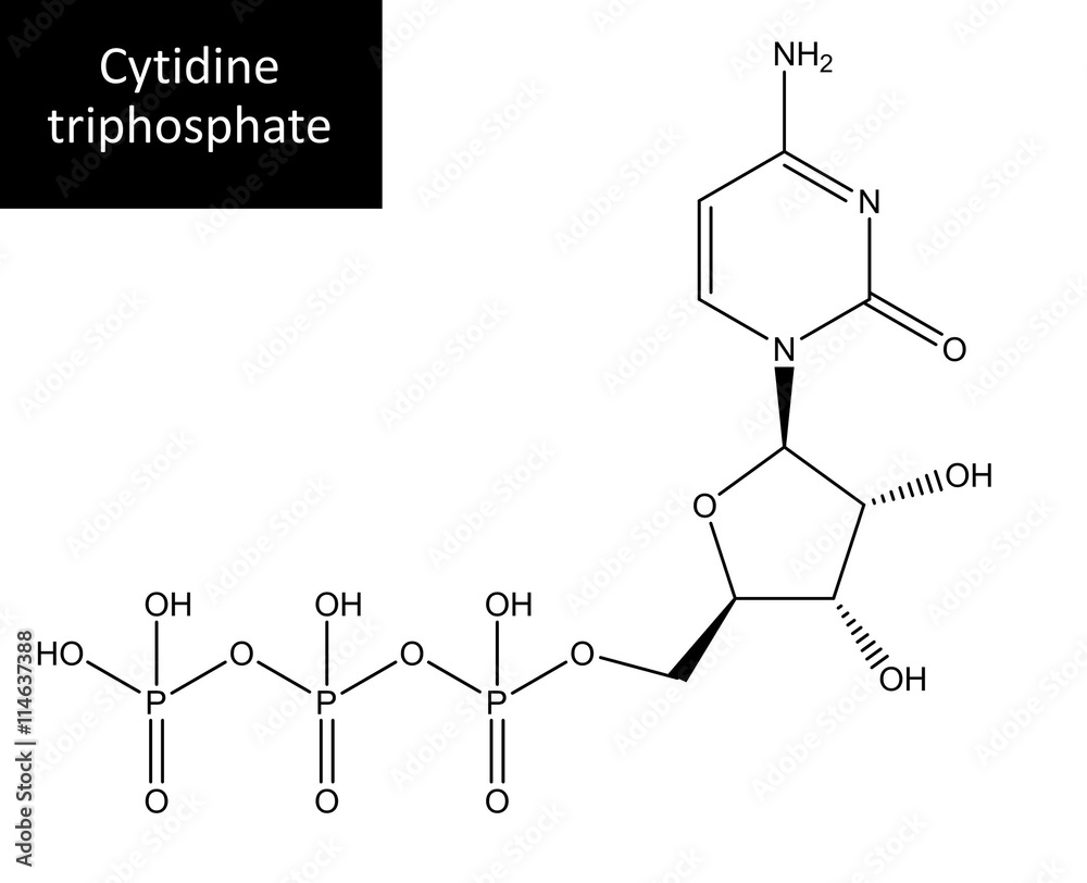 Cytidine Vs Cytosine