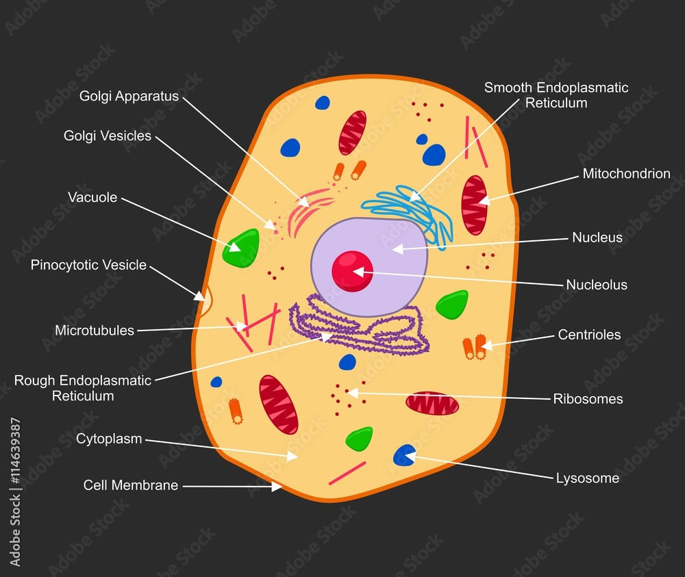 Animal Cell structure. Cross section of the cell detailed colorful ...