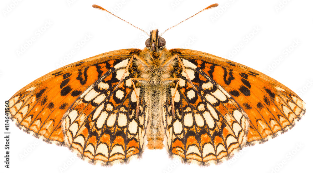The Melitaea britomartis Assmann's Fritillary beautiful butterfly ...