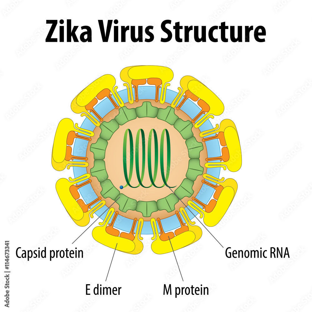 Virus Diagram Biology