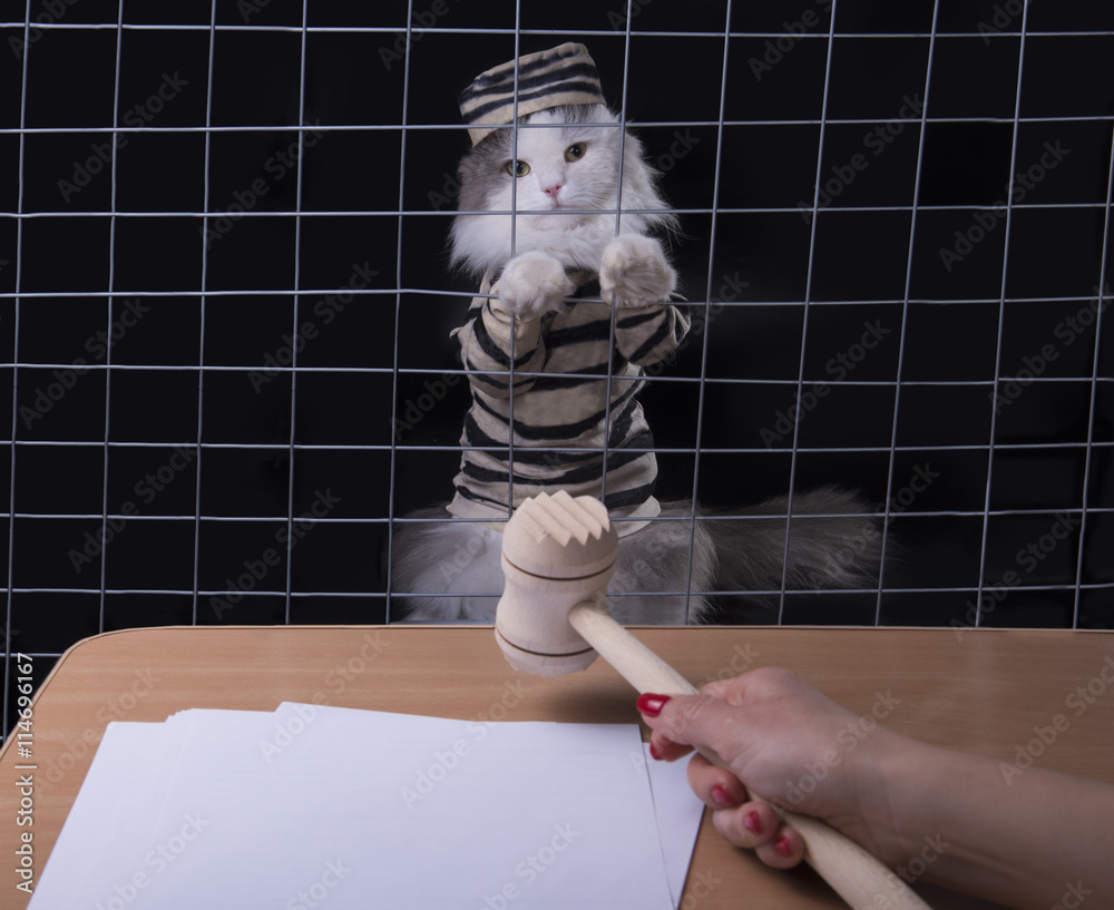 cat criminal behind bars Stock Photo | Adobe Stock