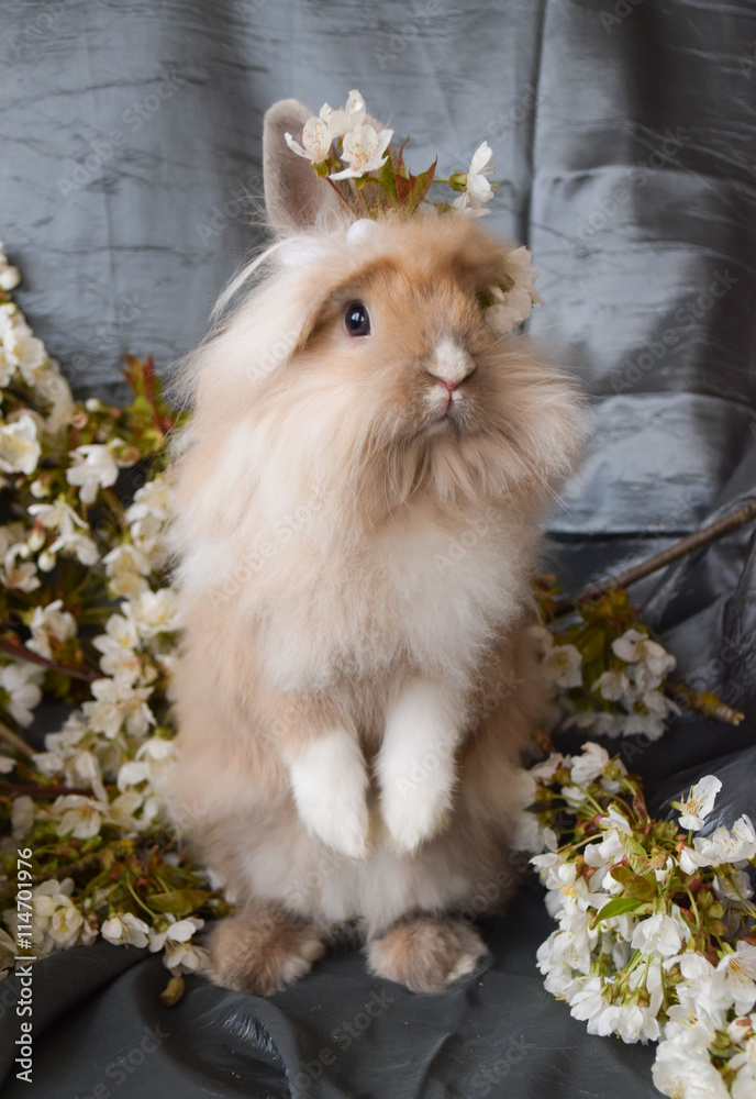Cute bunny lion head rabbit post action for photography Stock Photo ...