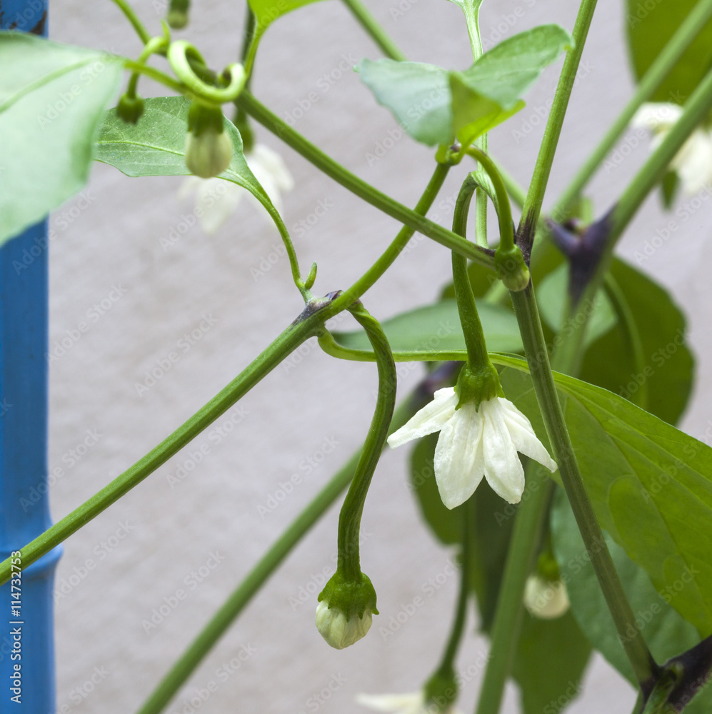 Growing chilli peppers - chilli pepper plant in bud and flower, Stock ...