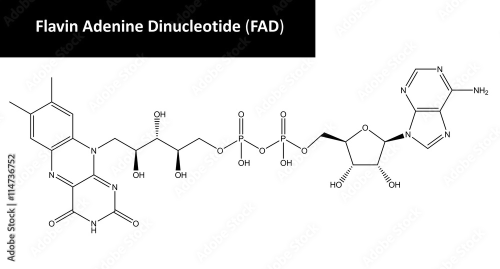 Molecular structure of flavin adenine dinucleotide (FAD) Stock ...