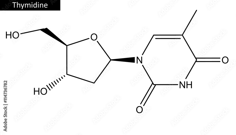 Molecular structure of Thymidine Stock Illustration | Adobe Stock