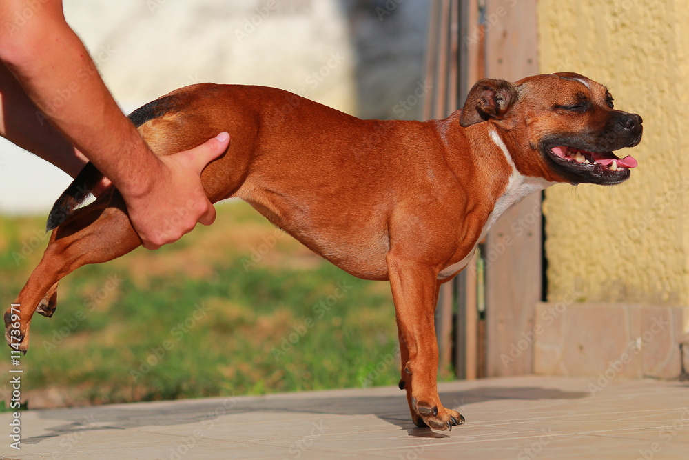 dog stretching Stock-Foto | Adobe Stock