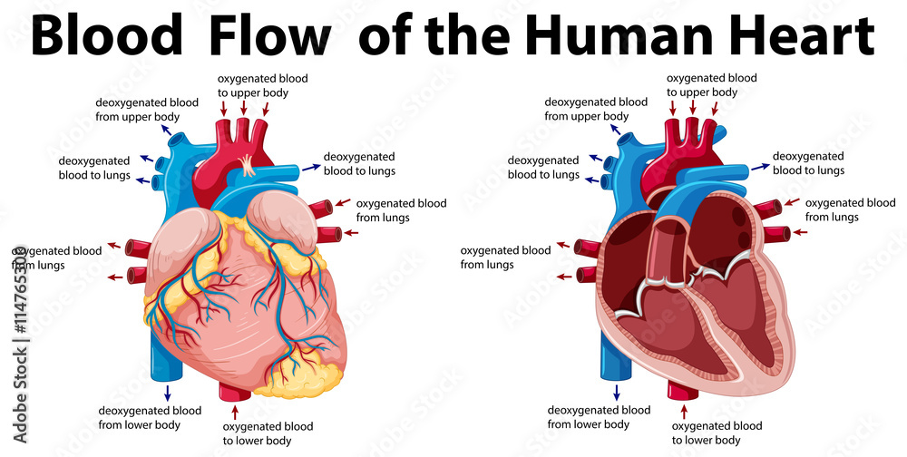 Blood flow of the human heart Stock Vector | Adobe Stock