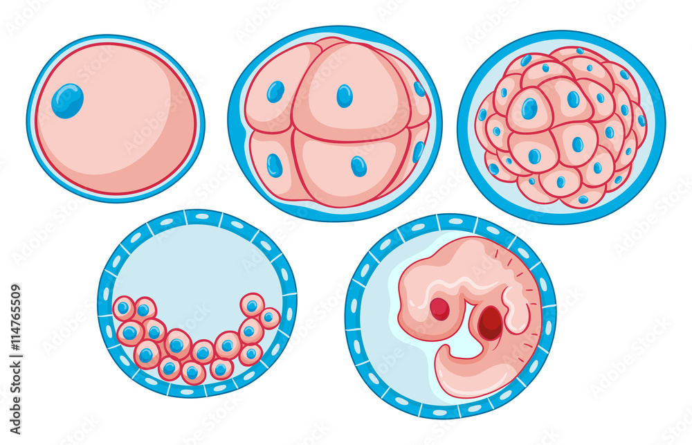 Diagram showing process of growing embryo Stock Vector | Adobe Stock