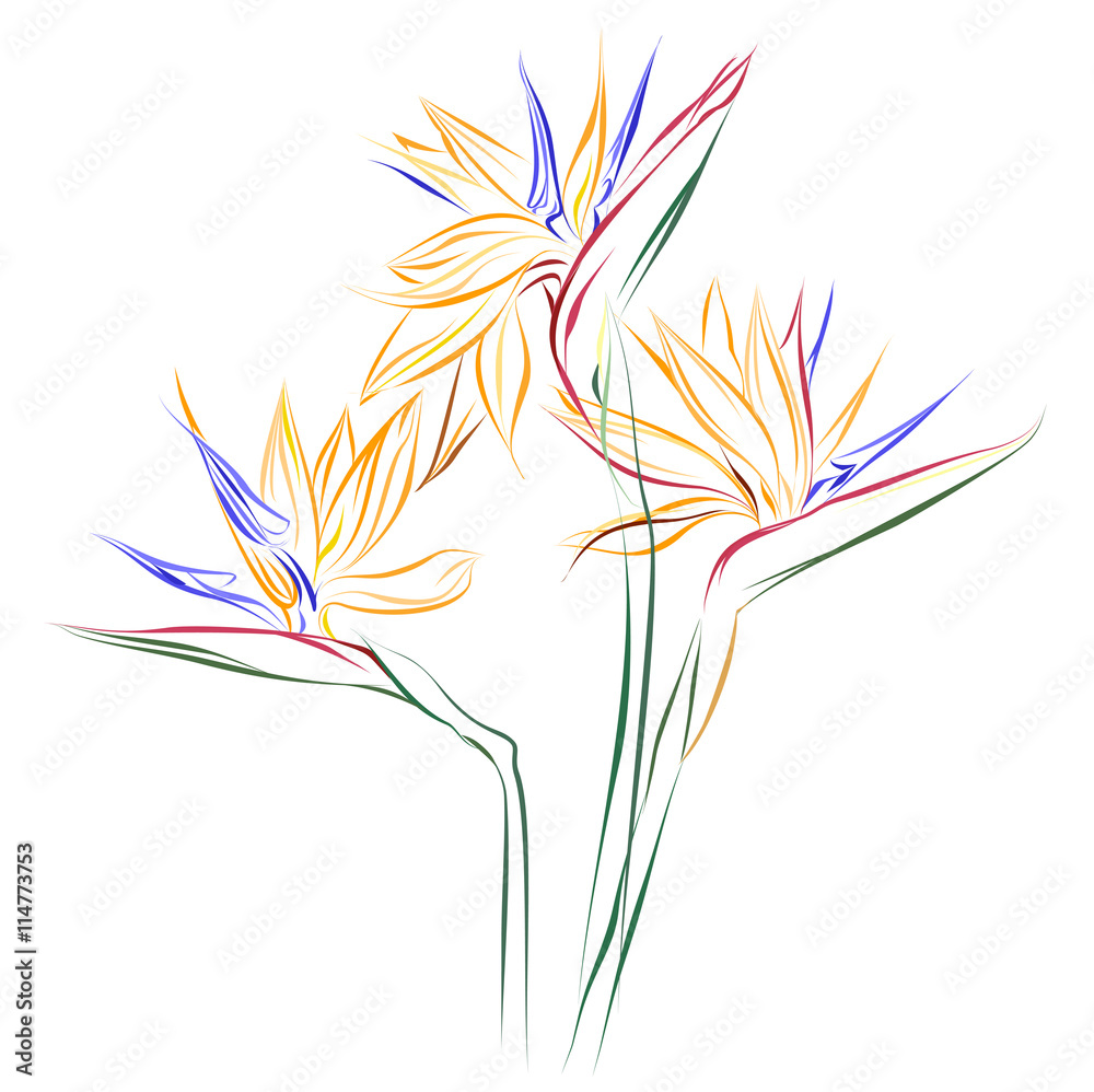 Bird of Paradise flowers (Strelitzia reginae). Vector color sketch of ...