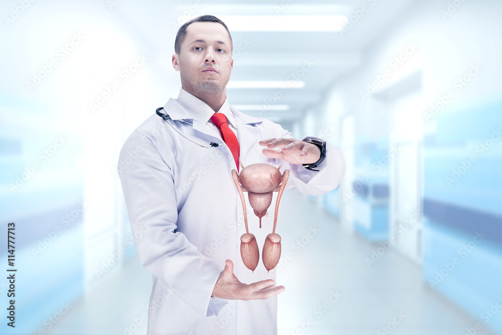 Doctor with stethoscope and male reproductive system on the hands. High ...