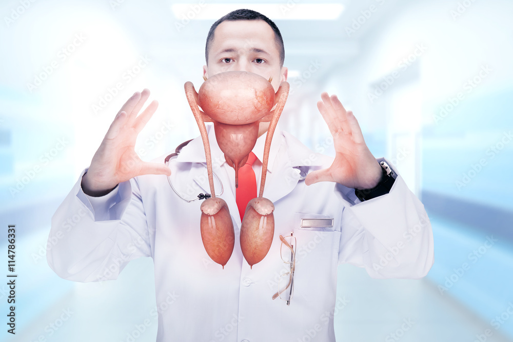Doctor with stethoscope and male reproductive system on the hands. High ...